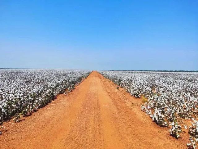 Sítio / Chácara para Venda em Tapurah/MT Centro