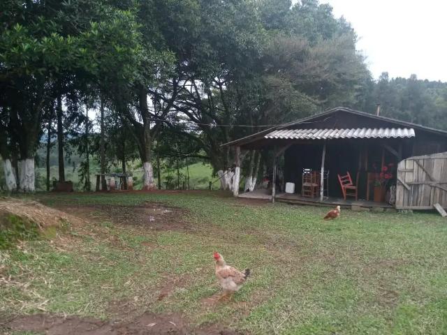 Sítio / Chácara para Venda em Taquara/RS Zona Rural
