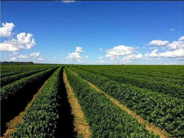 Sítio / Chácara para Venda em Teófilo Otoni/MG Área Rural de Teófilo Otoni