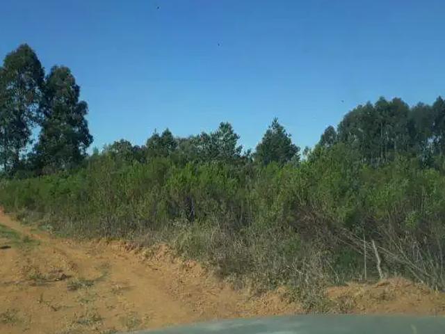Sítio / Chácara para Venda em Tijucas do Sul/PR Campestre