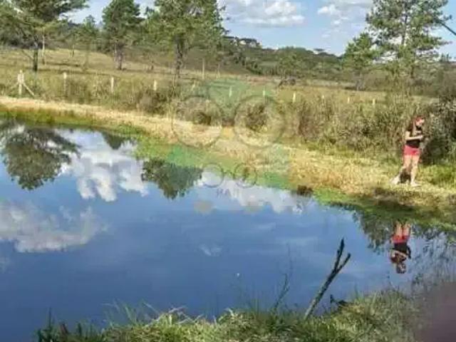 Sítio / Chácara para Venda em Tijucas do Sul/PR Campina 1 Quartos