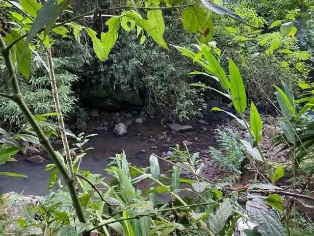 Sítio / Chácara para Venda em Três Coroas/RS Zona Rural