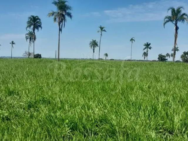 Sítio / Chácara para Venda em Três Fronteiras/SP Centro