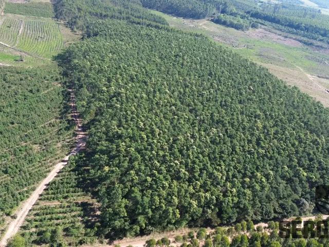 Sítio / Chácara para Venda em Triunfo/RS Zona Rural