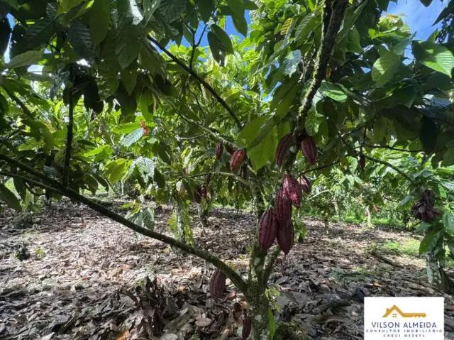 Sítio / Chácara para Venda em Ubatã/BA Zona Rural 2 Quartos