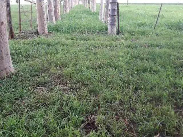 Sítio / Chácara para Venda em Uberlândia/MG Miraporanga