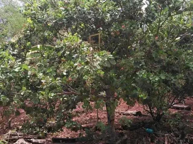 Sítio / Chácara para Venda em Uberlândia/MG Represa de Miranda 5 Quartos
