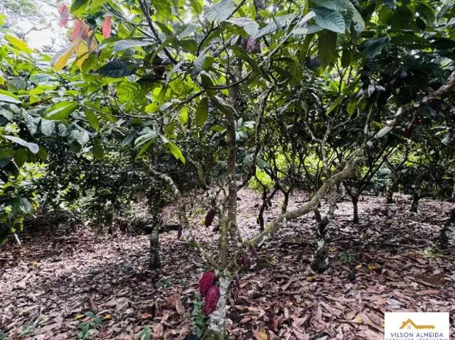Sítio / Chácara para Venda em Uruçuca/BA Serra Grande 1 Quartos