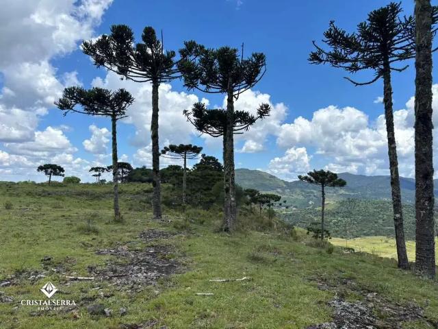 Sítio / Chácara para Venda em Urubici/SC Zona Rural