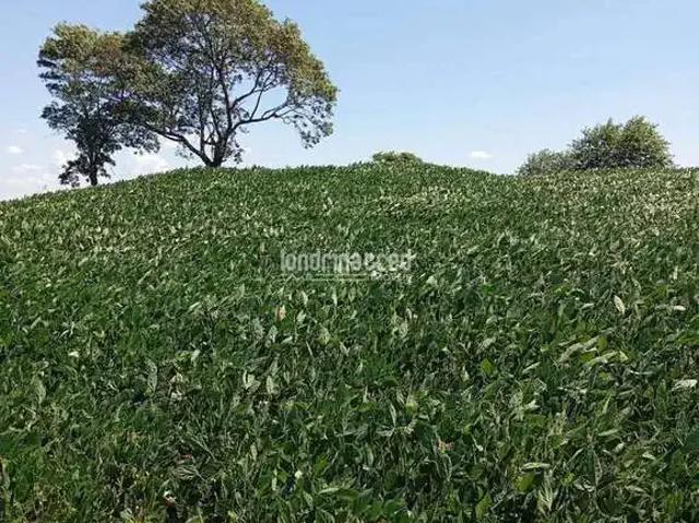 Sítio / Chácara para Venda em Uraí/PR Zona Rural