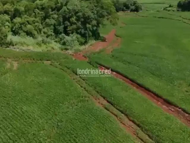 Sítio / Chácara para Venda em Uraí/PR Zona Rural