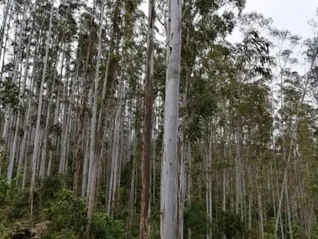 Sítio / Chácara para Venda em Vítor Meireles/SC Zona Rural 1 Quartos