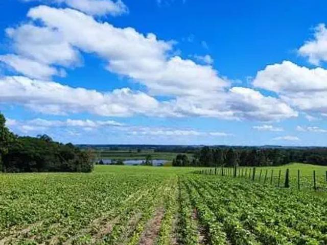 Sítio / Chácara para Venda em Viamão/RS Capão da porteira