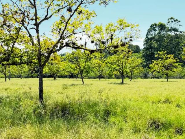 Sítio / Chácara para Venda em Viamão/RS Itapuã 1 Quartos