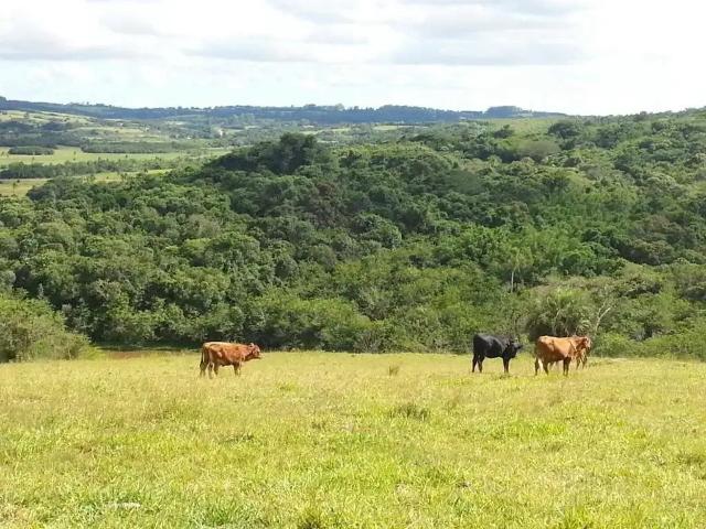 Sítio / Chácara para Venda em Viamão/RS Passo da Areia