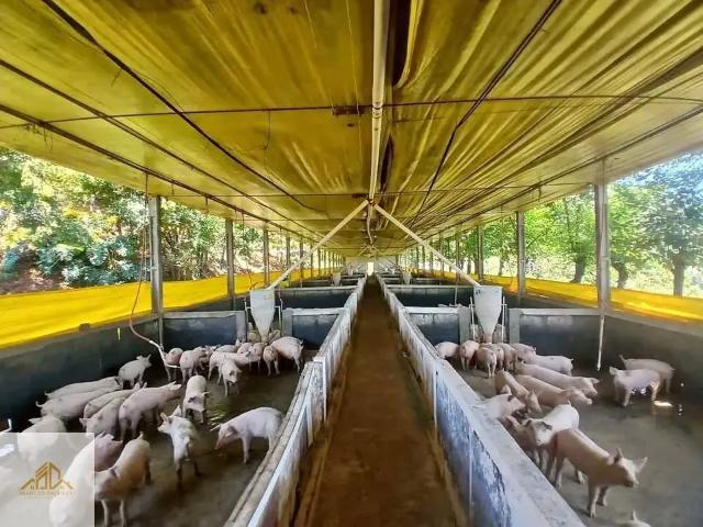 Sítio / Chácara para Venda em Xavantina/SC Centro