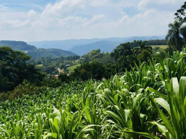 Sítio / Chácara para Venda no bairro Linha Quatro Cantos em Morro Reuter