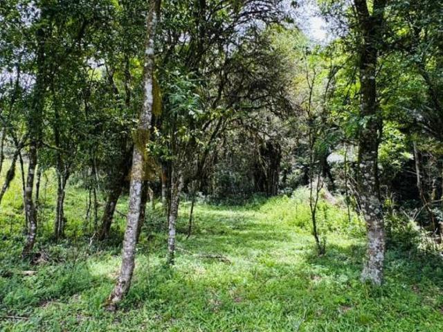 Sítio / Chácara para Venda no bairro Serra Grande em Igrejinha