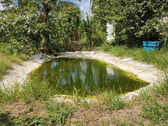 Sítio com 3 casas e tanque em Artur Nogueira