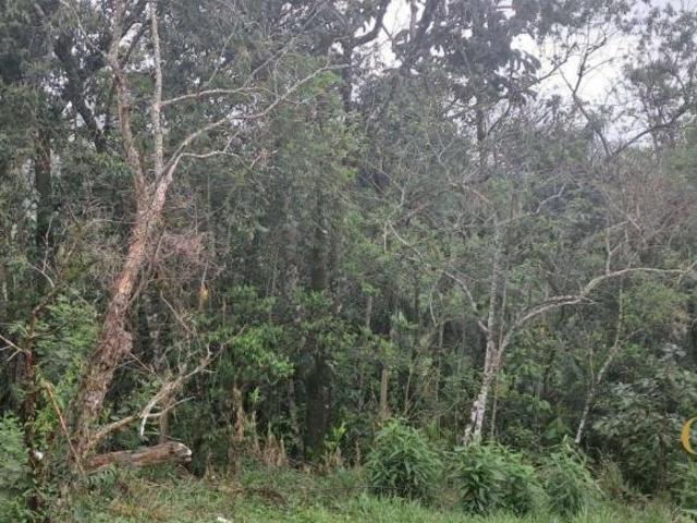Sítio com 3 dormitórios à venda, 29040 m² por R$ 660.000,00 Santa Barbara São Francisco Xavier