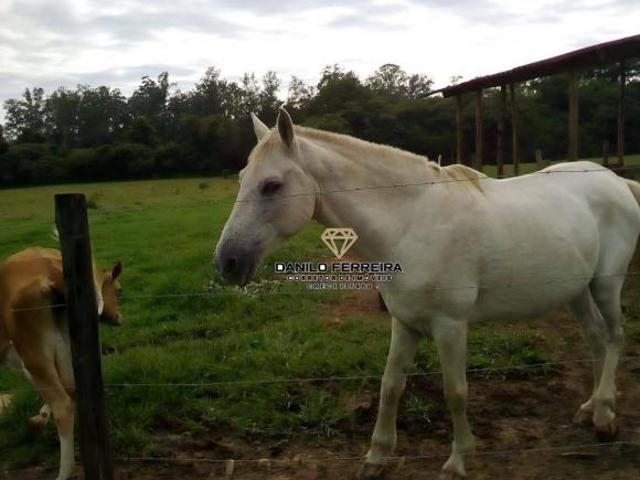 Sítio com 3 dormitórios à venda, 20000 m² por R$ 1.500.000,00 Condomínio Haras Paineiras Salto/S