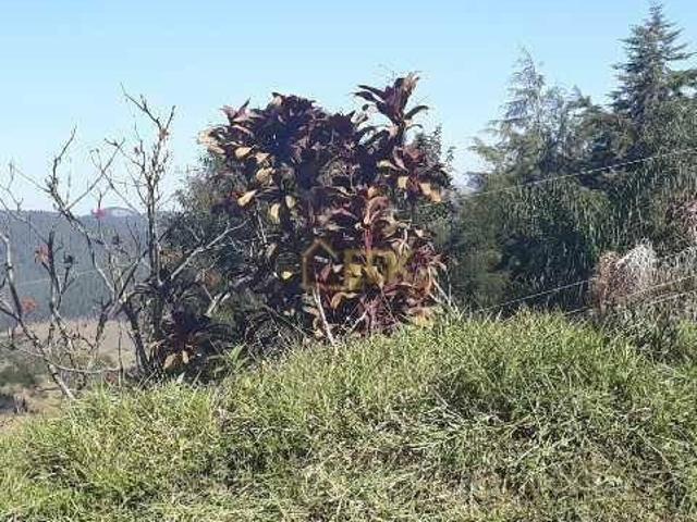 Sítio com 1 dormitório à venda, 24000 m² por R$ 850.000,00 Centro São Francisco Xavier/SP