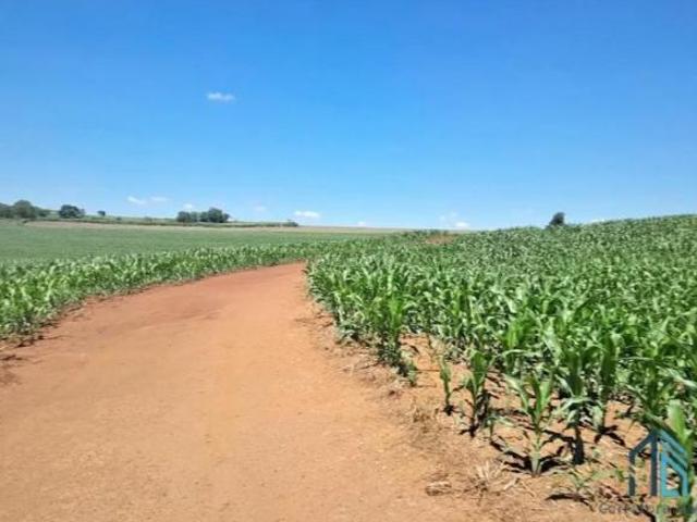 Sítio com 36 Alqueires, na Barranca do Rio Ivaí, localizado a 8 km da rodovia Campo Mourão, que liga