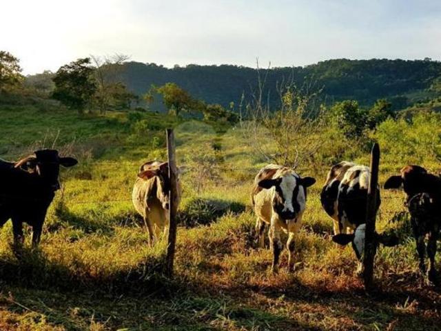 Sítio com 7 quartos à venda em Centro MG