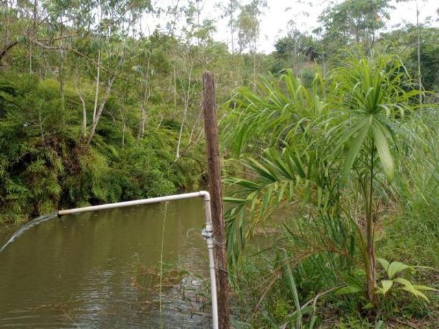 Sitio com 5000 pés de banana, nascente e 20000 pés pupunha