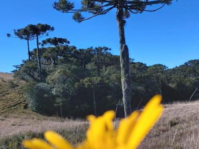 Sitio com 6 Hectares de terras a 2km do Centro de São Francisco de Paula/RS
