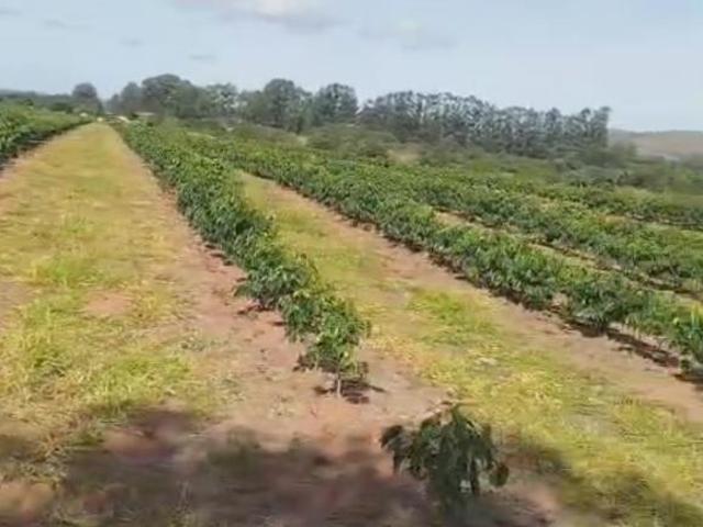 Sítio com 70 mil pés de café mecanisado