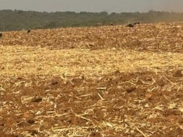 Sítio com área verde e pomar, 14 alqueires, arrendado que planta soja, em Vianópolis Goiânia GO