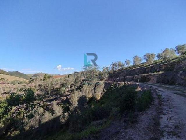 SÍTIO COM LAGAR E PLANTAÇÃO DE OLIVEIRAS/SUCOS EM LORENA SP