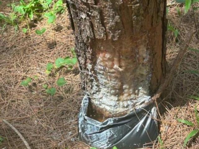 SÍTIO COM PINUS A VENDA NA REGIÃO DE CAPÃO BONITO SP ? Área Total de 8 Alqueires 5 Alqueires em