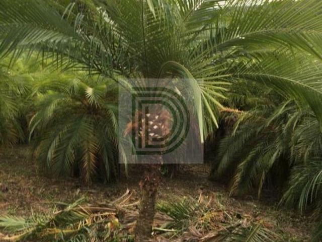 Sitio Comercial Paisagismo