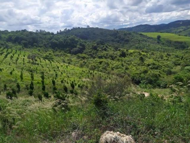 Sítio de 4,5 ha com Produção de Mexerica Pockan em Inicio Produtivo
