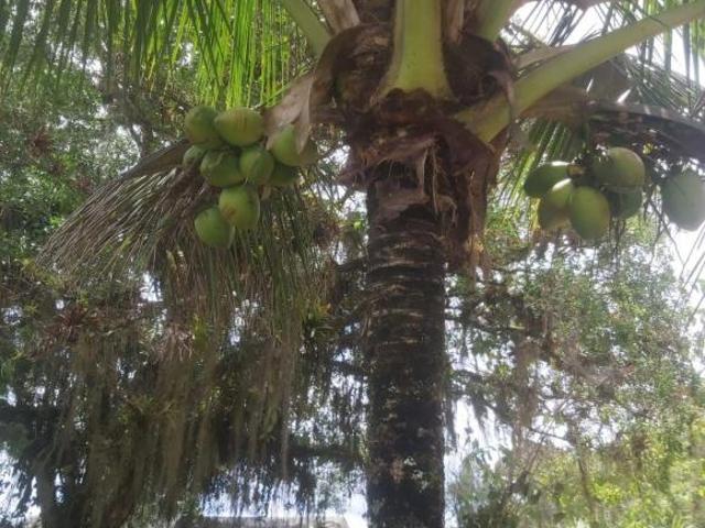 SÍTIO DE 51 HECTARES, SENDO 23 HECTARES DE PASTOS OPORTUNIDADE! IGUAPE SP