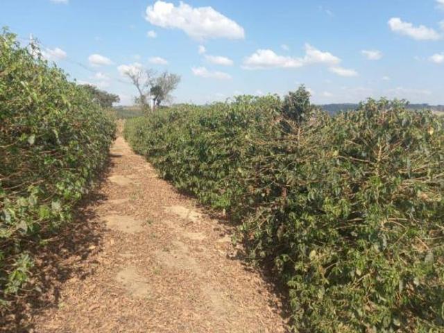 Sitio de 8.5 Alqueires com 40 mil pés de café entre mecanizados e tratorável, situada em Muzambin