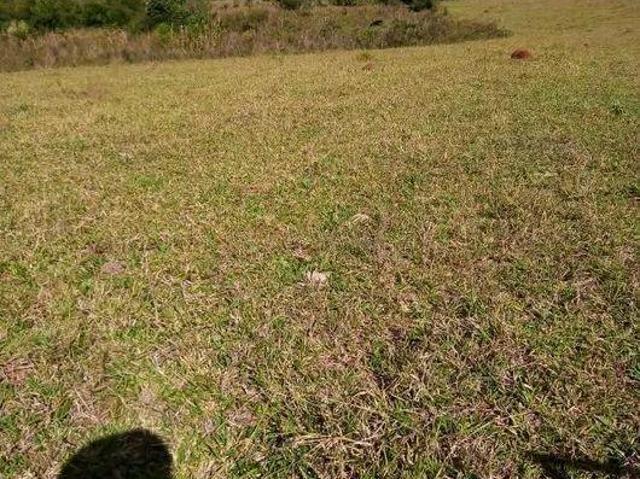 Sítio de 05 Alqueires em Cesário Lange SP, próximo a Castelo Branco