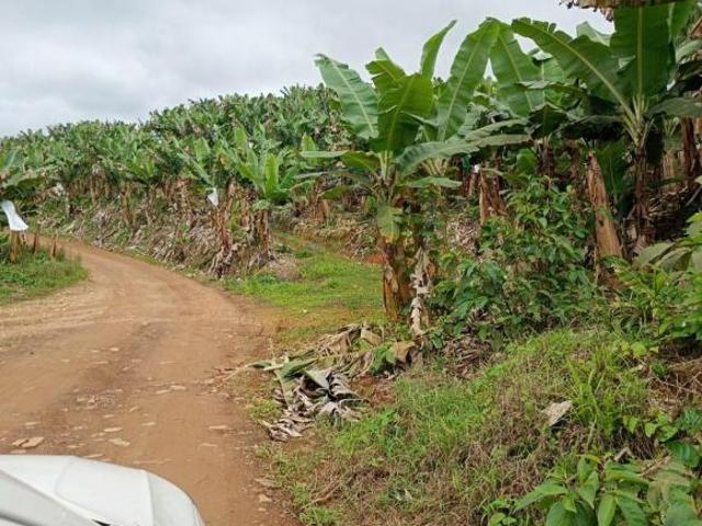 Sitio de 10 alqueires Eldorado sp