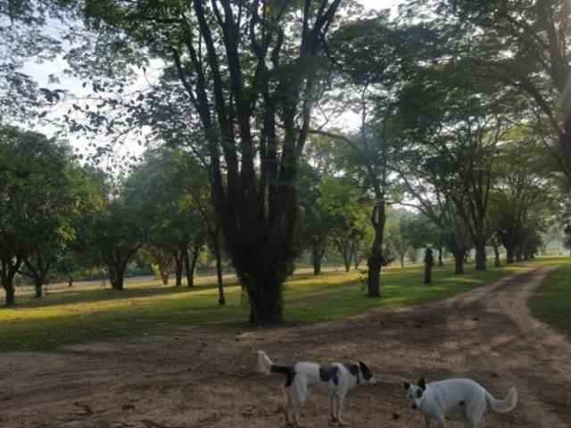 Sítio de 20 alqueires situado no município de Boituva Propriedade divide se em duas área contíguas