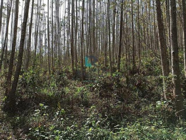 SÍTIO DE FÁCIL ACESSO EM CUNHA SP