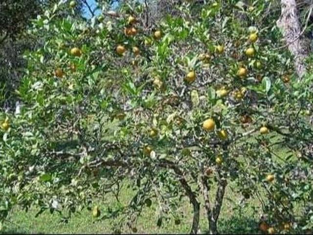 Sítio em Barrinha São Lourenço da Serra