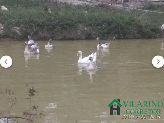 SITIO EM CAETÉ COMPLETO POMAR, CASA, GADO, GALINHAS ÁGUA PERENE