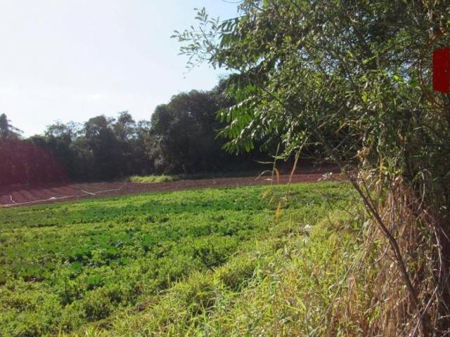 Sitio em Ibiuna com 5 alq