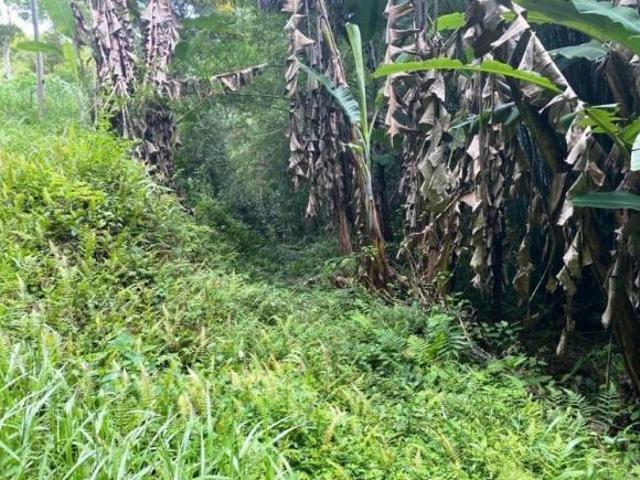 Sítio em São Lourenço da Serra com área de 55 hectares