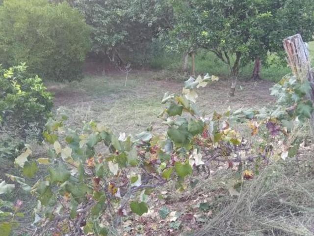Sitio, Faxinal Queimado, Sentinela do Sul, RS