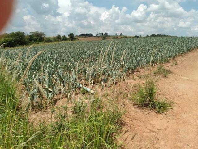 SITIO PARA AGRICULTURA 5.5 ALQUEIRES – PIEDADE