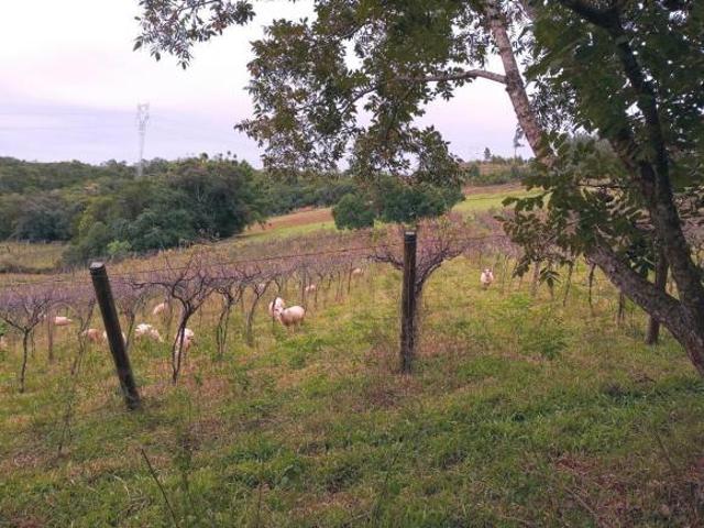 Sítio para Venda em Mariana Pimentel, Estrada Mina do Papaléo, 6 dormitórios, 2 suítes, 3 banheiros