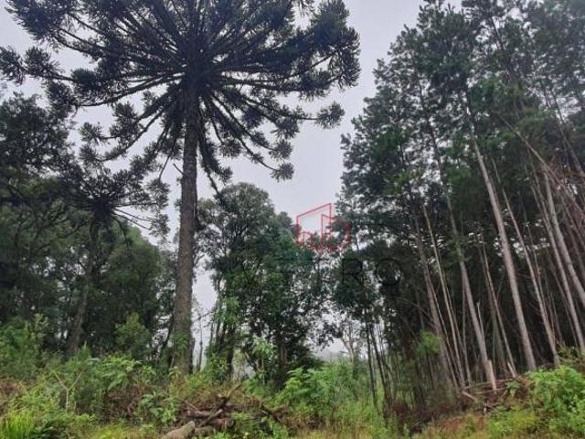 Sítio para venda em Mato Queimado, Gramado
